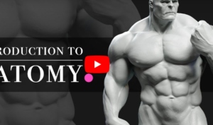 FlippedNormals – Introduction To Anatomy Course Crack Download - AeBlender